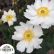 Anemone Fantasy Snow Angel – Camerons Nursery