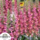 Digiplexis Flamingo. – Camerons Nursery