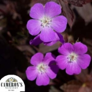 Geranium Stormy Night – Camerons Nursery