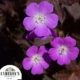 Geranium Stormy Night – Camerons Nursery