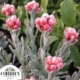 Helichrysum Red Jewel – Camerons Nursery
