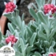 Helichrysum Ruby Cluster – Camerons Nursery