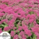 Sedum Sunset Boulevarde – Camerons Nursery