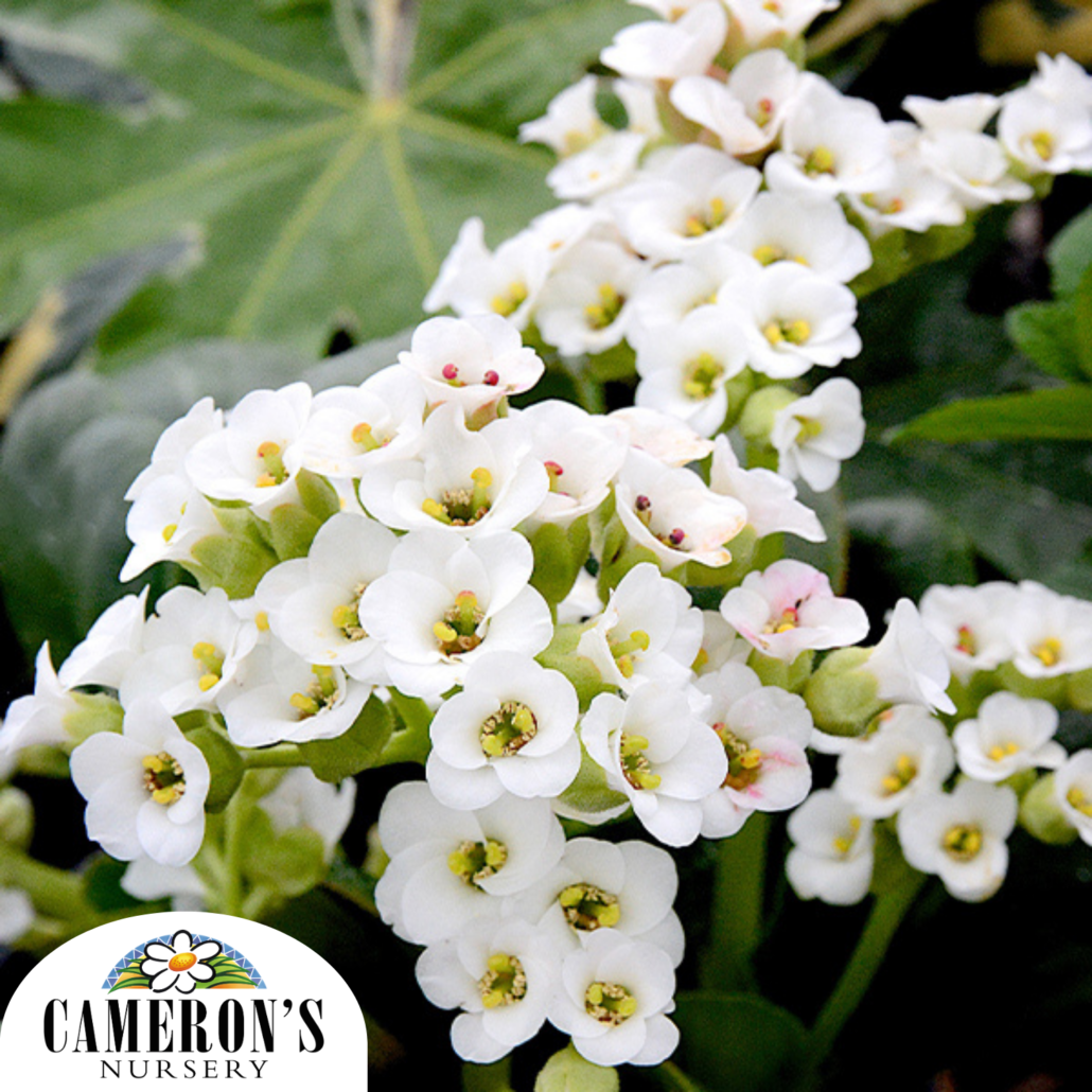 Bergenia Diamond Drops – Camerons Nursery