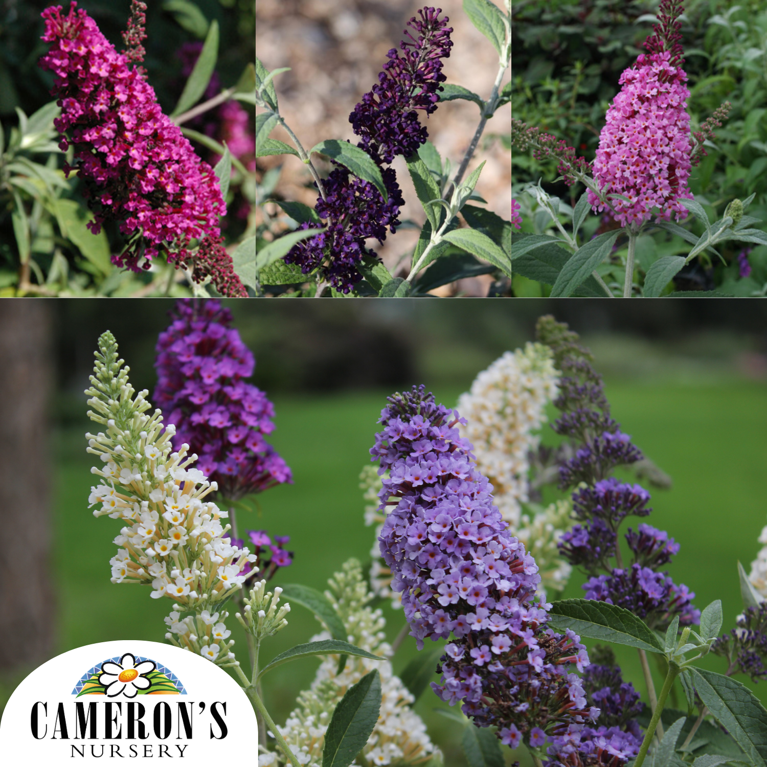 Buddleja Buzz Series – Camerons Nursery