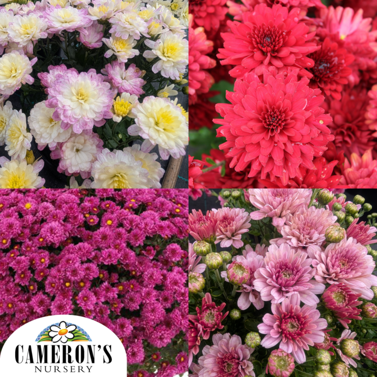 Chrysanthemum Garden Mums – Camerons Nursery