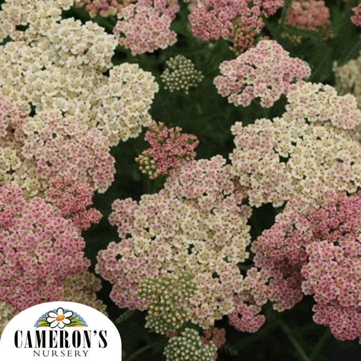 Achillea millefolium Pineapple Mango – Camerons Nursery