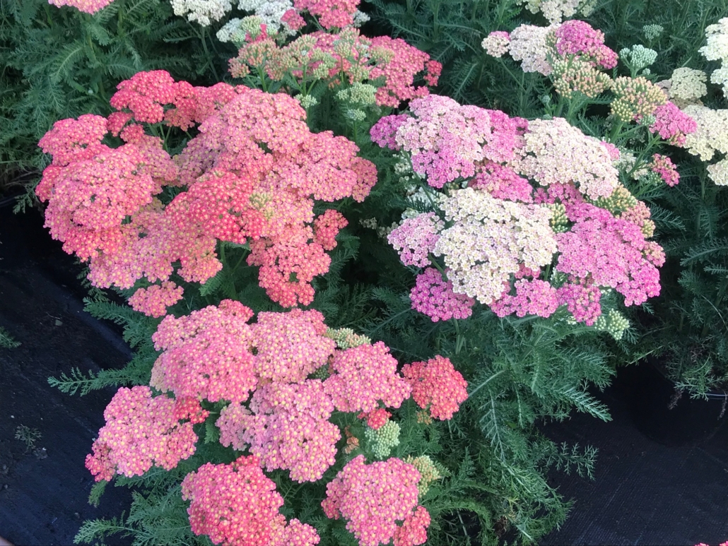 Achillea millefolium Pineapple Mango – Camerons Nursery