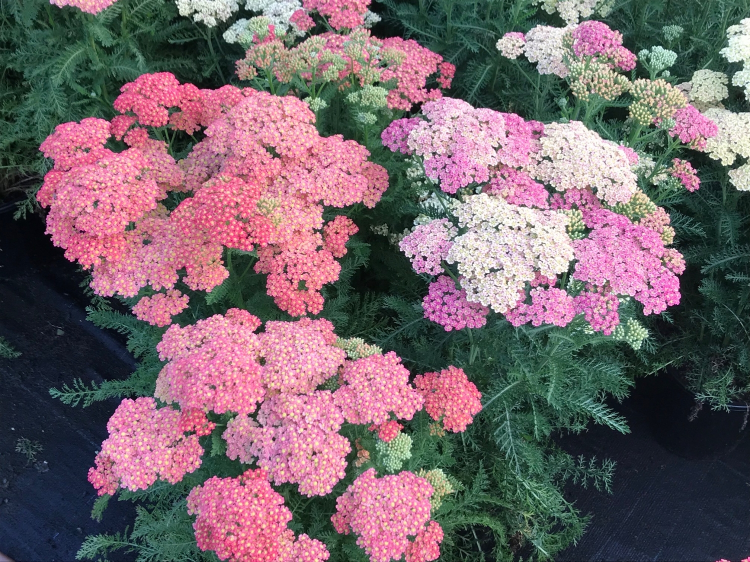 Achillea millefolium Pineapple Mango – Camerons Nursery